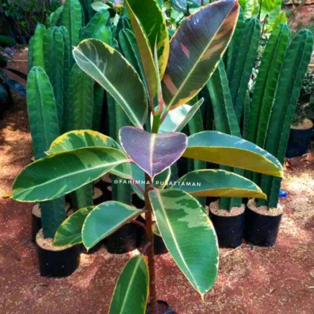 Jual Tanaman Karet Kebo Variegata - Karet Kebo Varigata - Rubber Fig | Shopee Indonesia