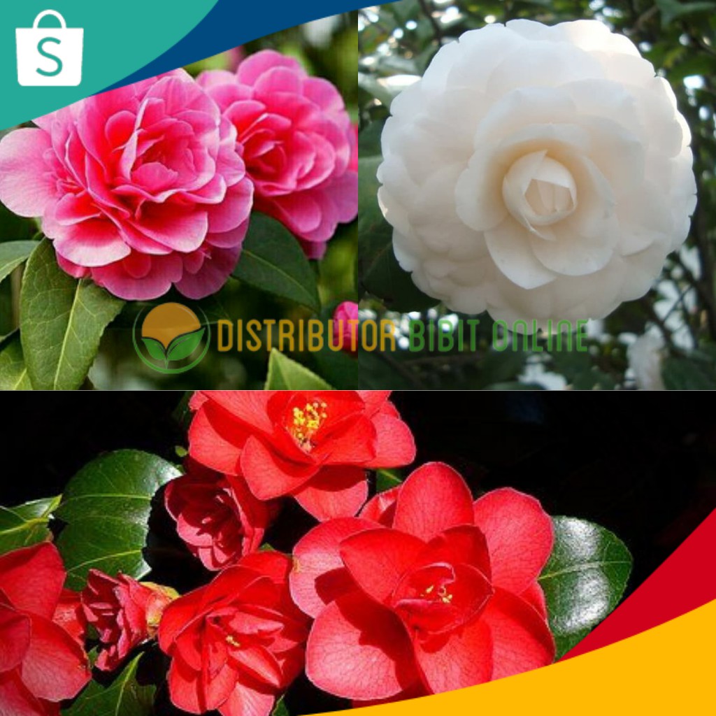 Jual Paket 3 bibit camelia merah , putih , pink (WISATA FLORA) | Shopee ...