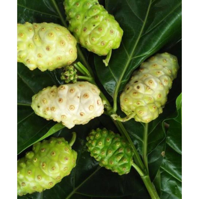 Jual buah mengkudu / buah pace 500 gram | Shopee Indonesia