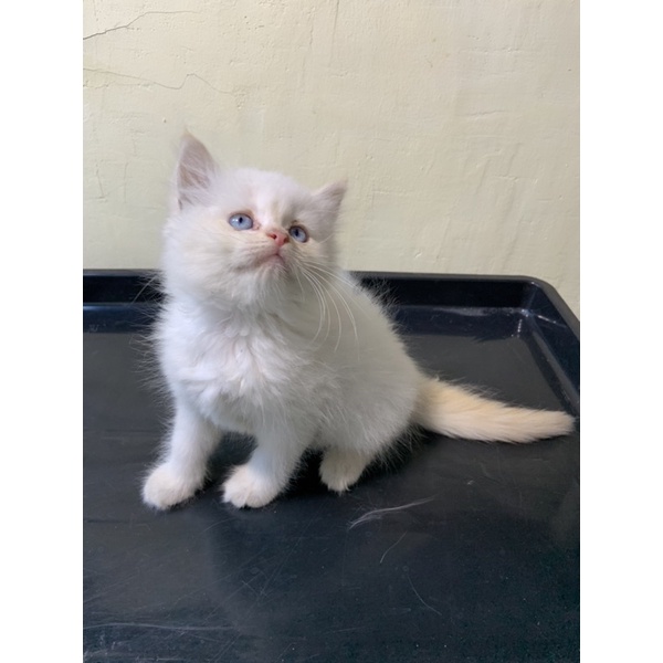Jual anakan kitten kucing persia flatnose calico peaknose ragdoll ...