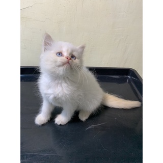 Jual anakan kitten kucing persia flatnose calico peaknose ragdoll ...