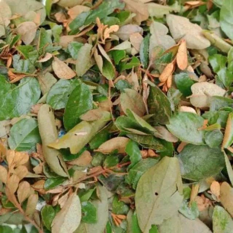 Jual benalu pohon jengkol 500gr | Shopee Indonesia