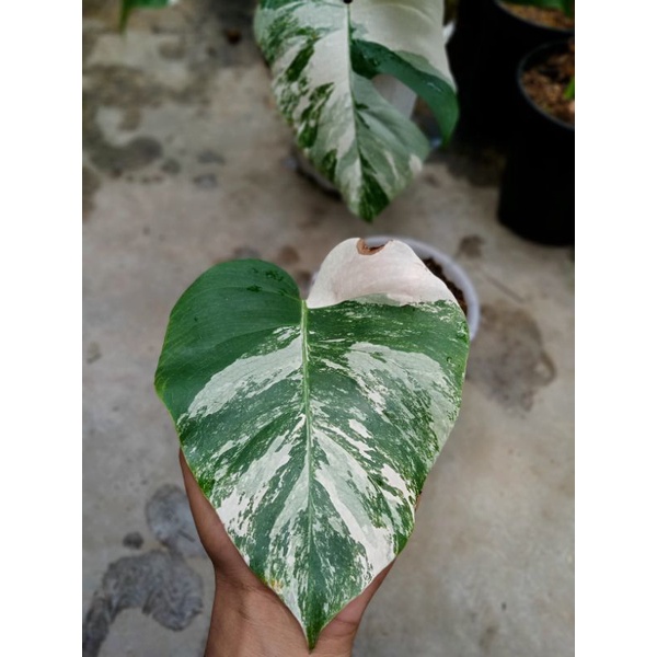 Jual monstera varigata holland | Shopee Indonesia