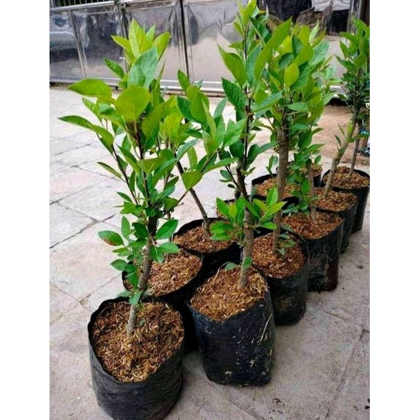 Jual Bibit apel fuji setek okulasi cepat berbuah bibit super unggul ...