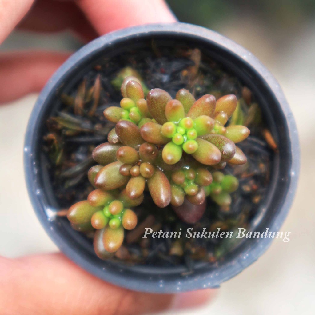 Jual POT bulat plastik tawon gerabah SUKULEN KAKTUS SEKULEN mini tanman ...