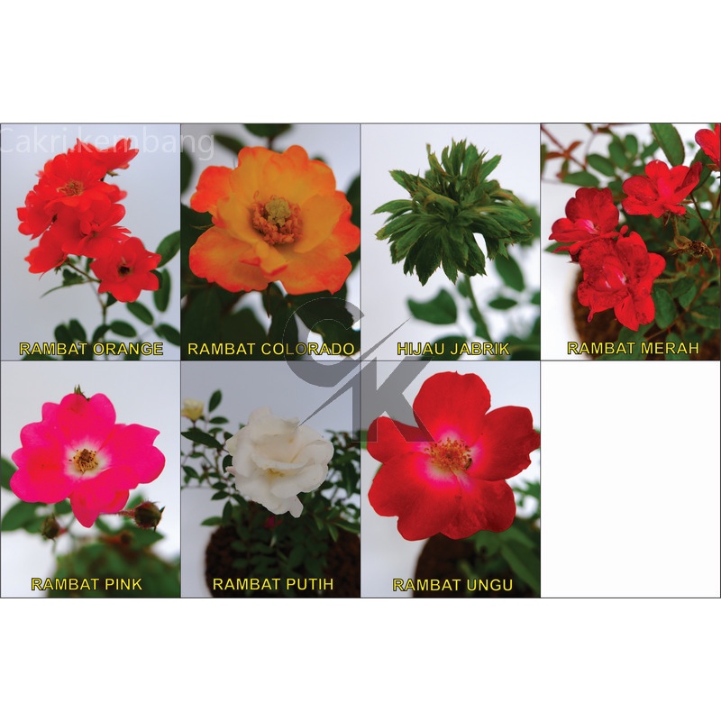 Jual Mawar rambat (rosa sp) BERBUNGA - -Tanaman Bunga Mawar Rambat ...