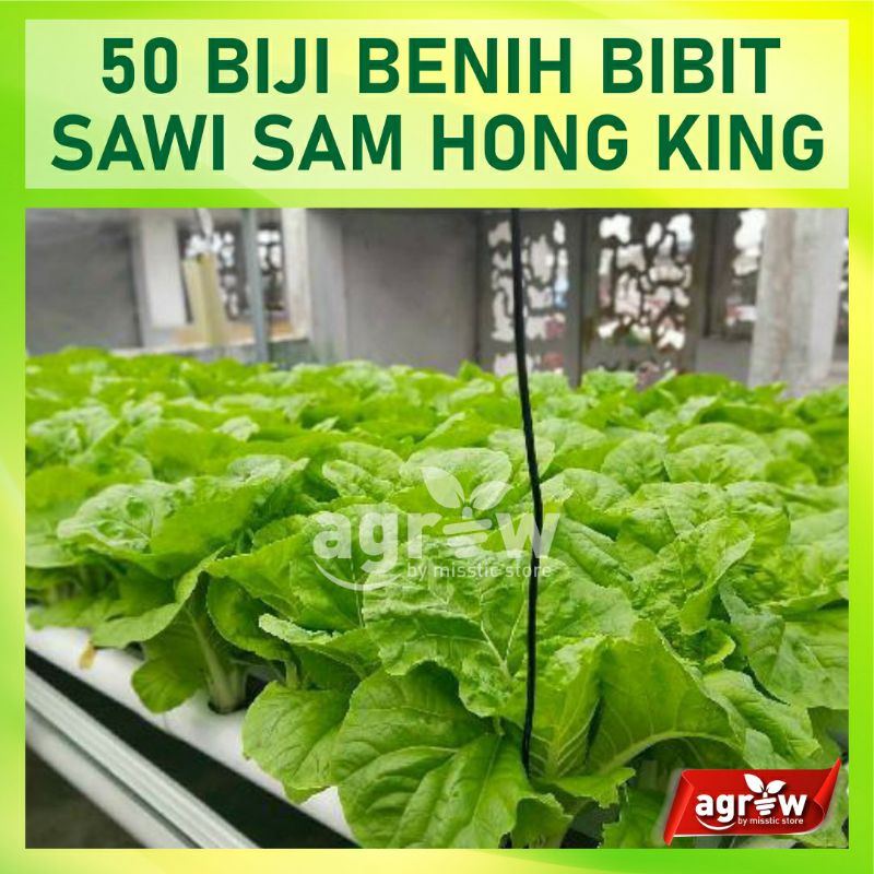 Jual 50 Benih Sawi Samhong King Keriting F1 Hibrida Sayuran - Bibit ...