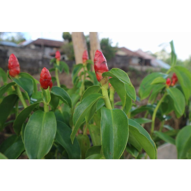 Jual Tanaman Bunga Pacing Pentul Merah | Shopee Indonesia