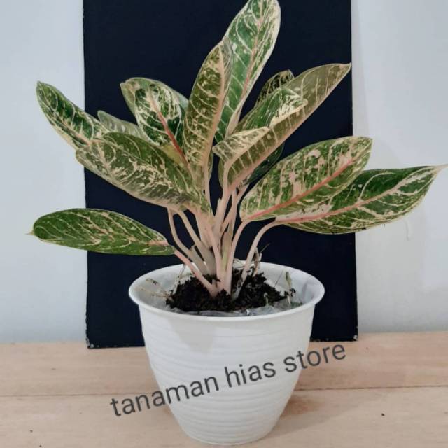 Jual 2.2 COD SALE Jual tanaman dan pot - aglonema donacarmen - pot ...