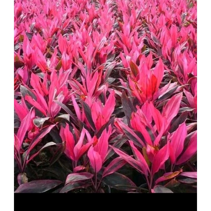 Jual Stek batang pohon Anjuang Merah/stek batang andong merah perbatang ...