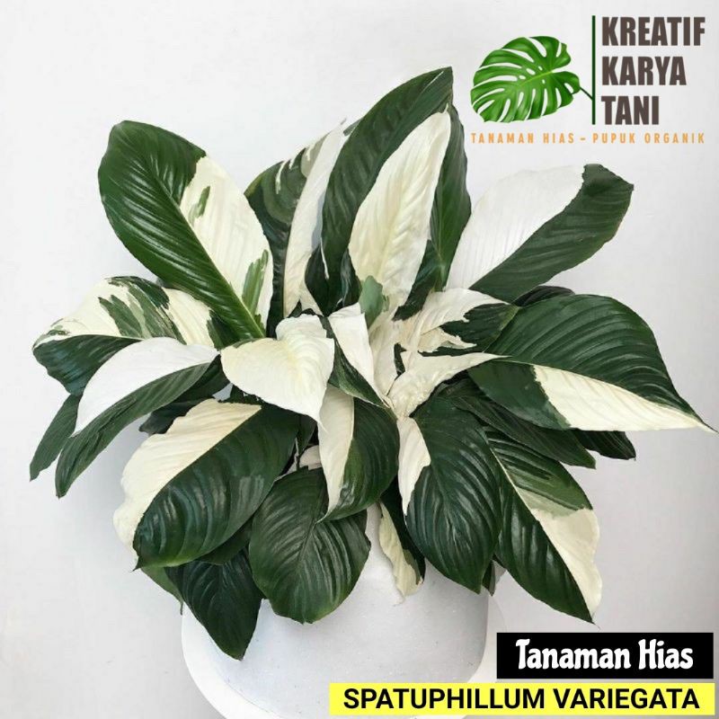 Jual Tanaman hias peace lily variegata - Tanaman spatuphillum variegata ...