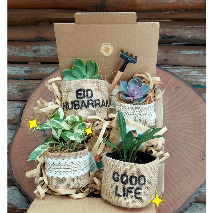 Jual Hampers Premium Custom Tanaman Hias Sebagai Wedding Gift Hadiah ...