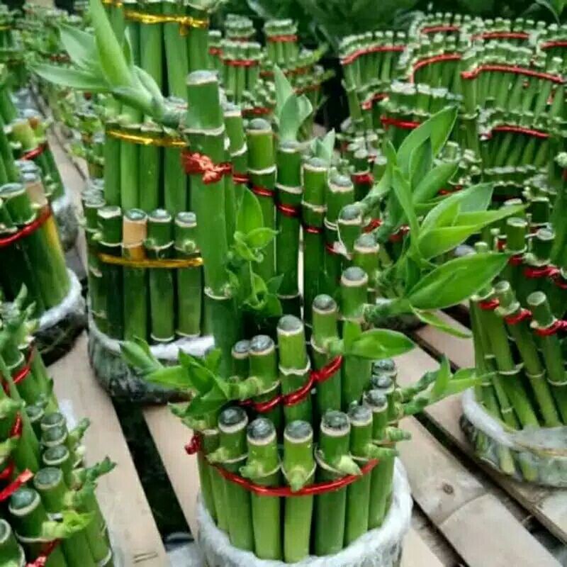Jual Tanaman Hias Sri rejeki (Bambu hoki) | Shopee Indonesia