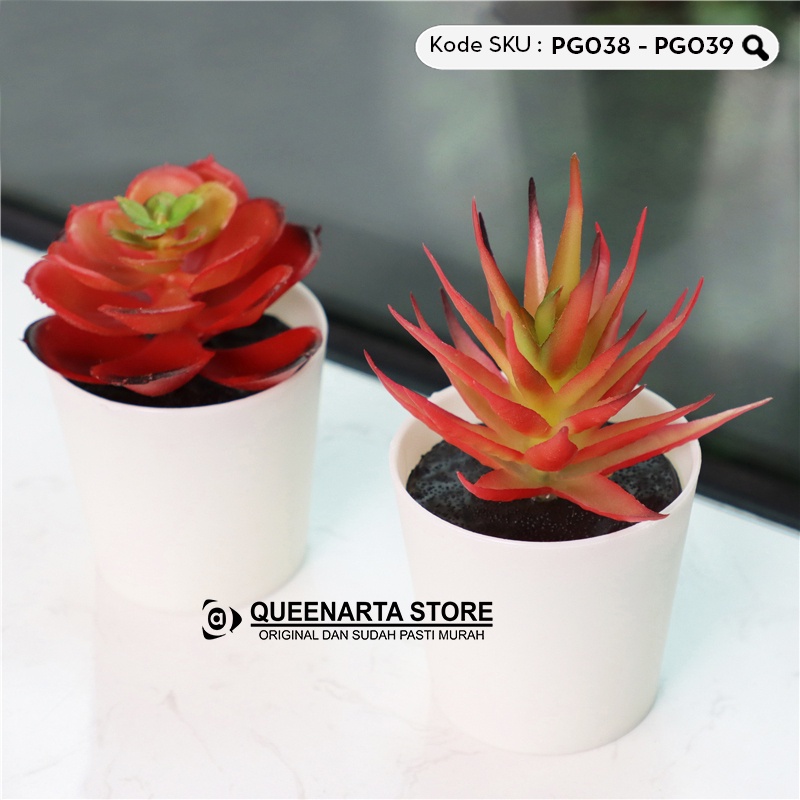 Jual Queenarta Sukulen Mini Jenis Tanaman Kaktus dan Bunga Hiasan Pot ...