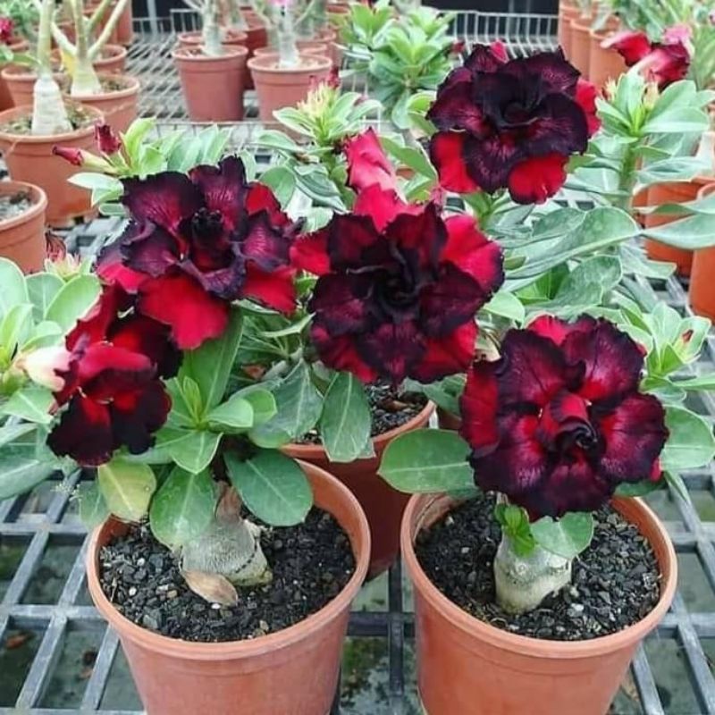 Jual ADENIUM TUMPUK | Shopee Indonesia