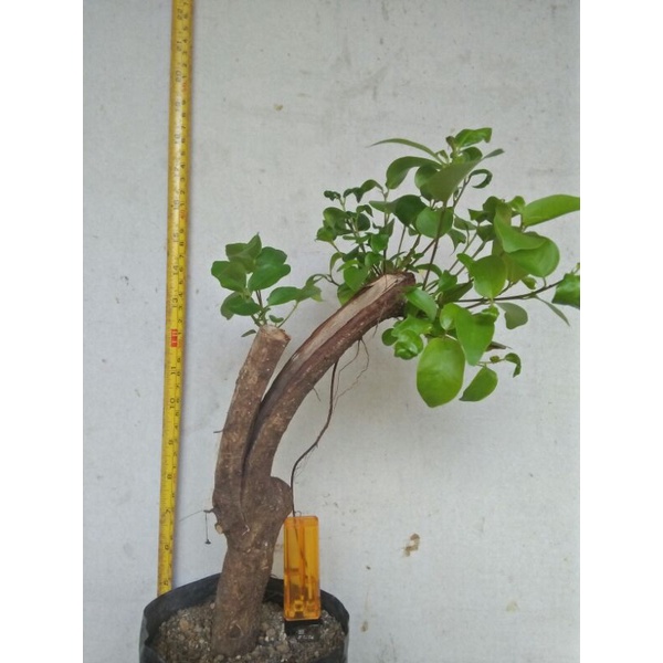 Jual bahan bonsai beringin bibis beringin iprik beringin preh beringin ...