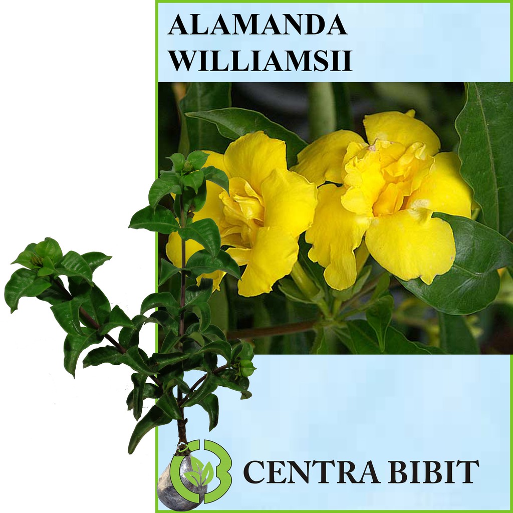 Jual Tanaman Bunga Alamanda Williamsii | Shopee Indonesia