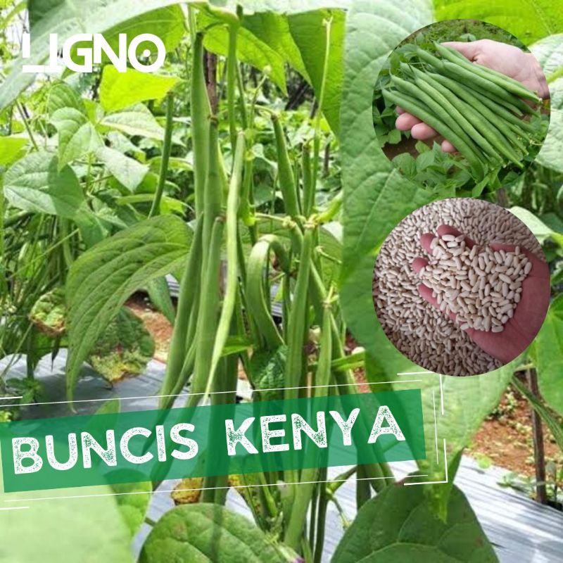 Jual Benih BUNCIS KENYA (isi-10) - Tidak Merambat - Unggul Biji Sayur ...