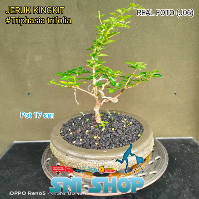 Jual JERUK KINGKIT J06 (FOTO ASLI) | Shopee Indonesia