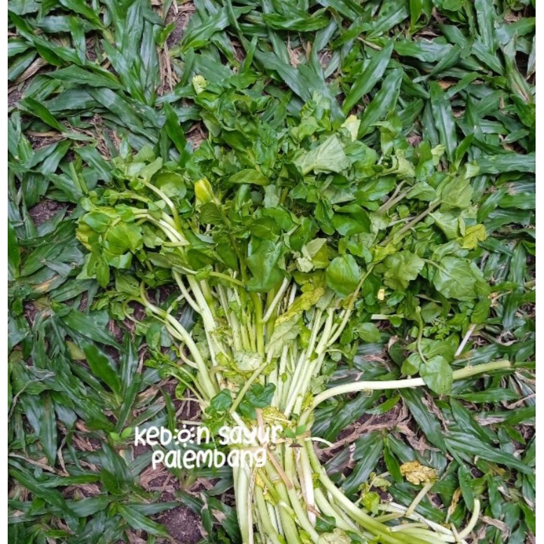 Jual Kebun Sayur Selada Air - Jukut 1 ikat | Shopee Indonesia