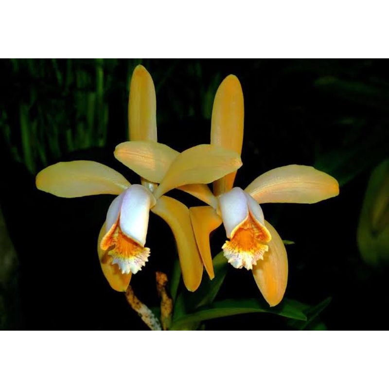 Jual Cattleya Forbesi Dewasa Pasca Bunga | Shopee Indonesia