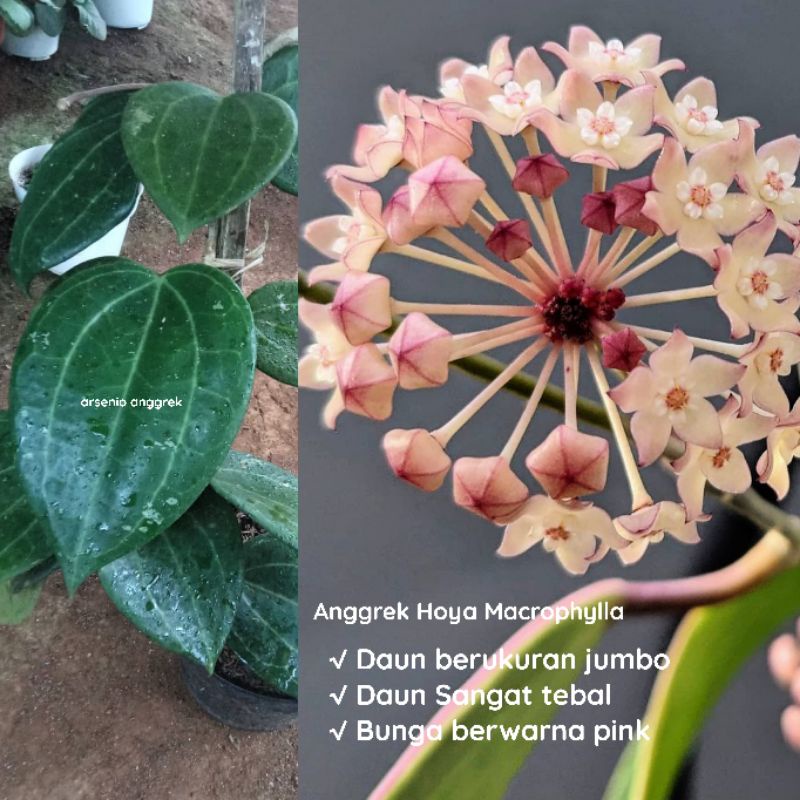 Jual Hoya Macrophylla Splash/Bunga Pink | Shopee Indonesia