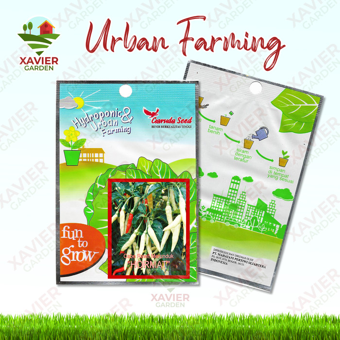 Jual BENIH /BIBIT CABE RAWIT MERUNDUK " HORMAT" URBAN FARMING (Garuda ...