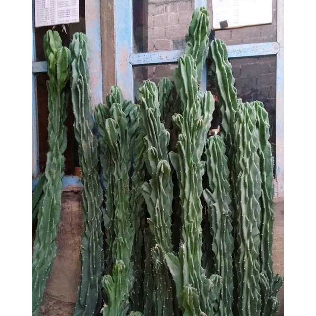 Jual kaktus lilin/ulir Lurus ukuran 1mtr | Shopee Indonesia