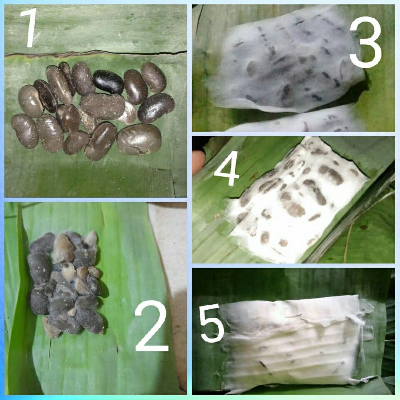 Jual Tempe Benguk | Shopee Indonesia