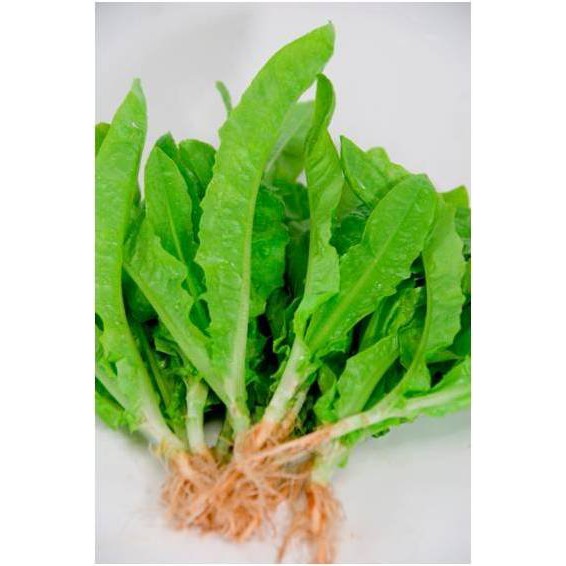 Jual Isi paket Biji Benih Bibit Fumak ASLI, Daun Besar Eceran /10 biji ...