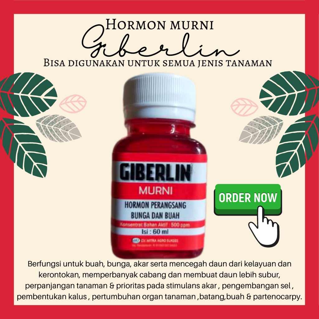 Jual Giberelin Murni Hormon Giberelin Nutrisi Tanaman Giberlin Murni ...