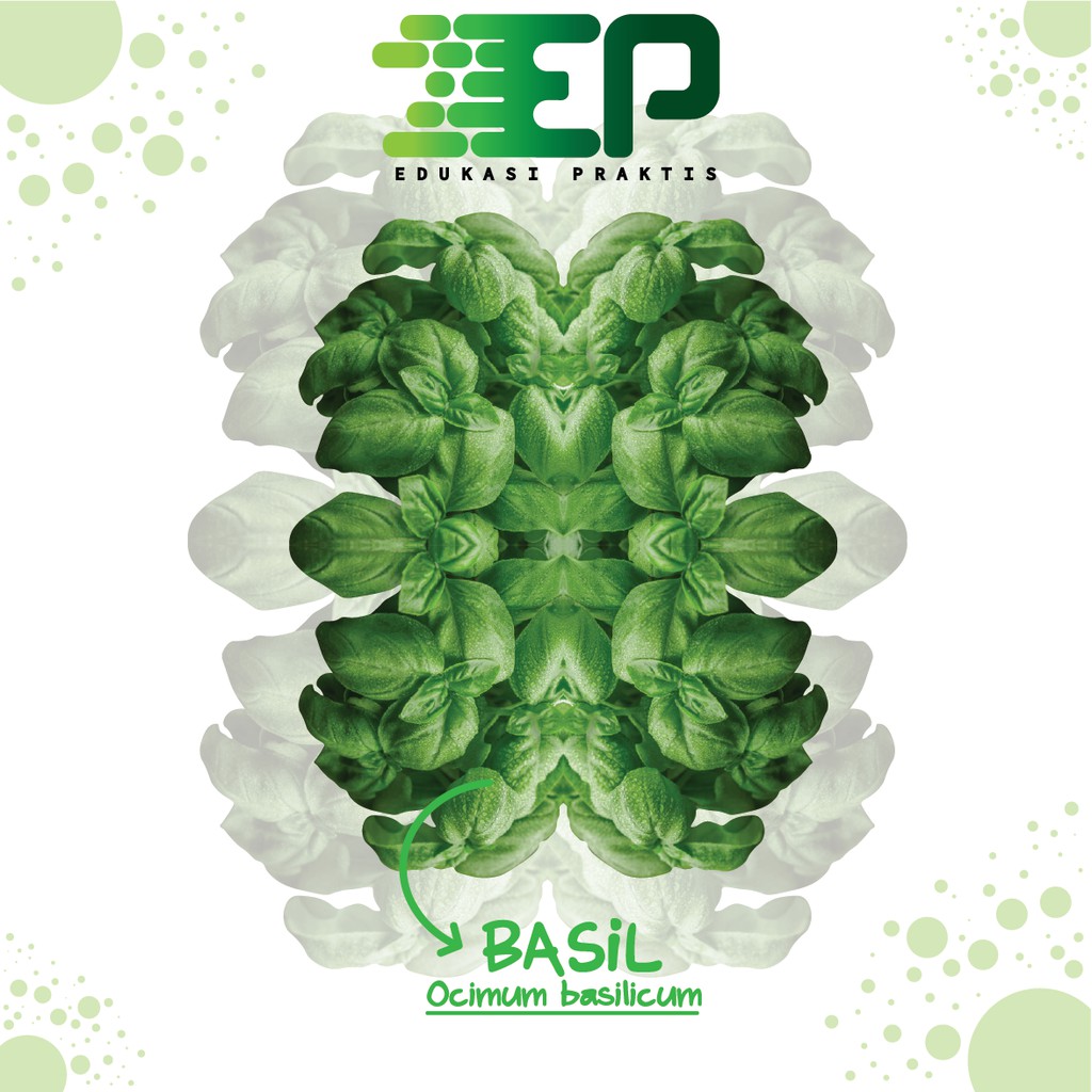 Jual Paket Benih Basil Italian Praktis 1 box (siap tanam) | Shopee ...