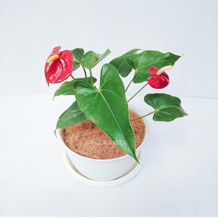 Jual tanaman hias anthurium bunga - anthurium mikey mouse ( Tanaman ...