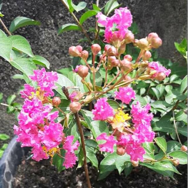 Jual Bibit bunga Sakura Mini. Sangat cocok untuk Mame. (Bisa COD ...