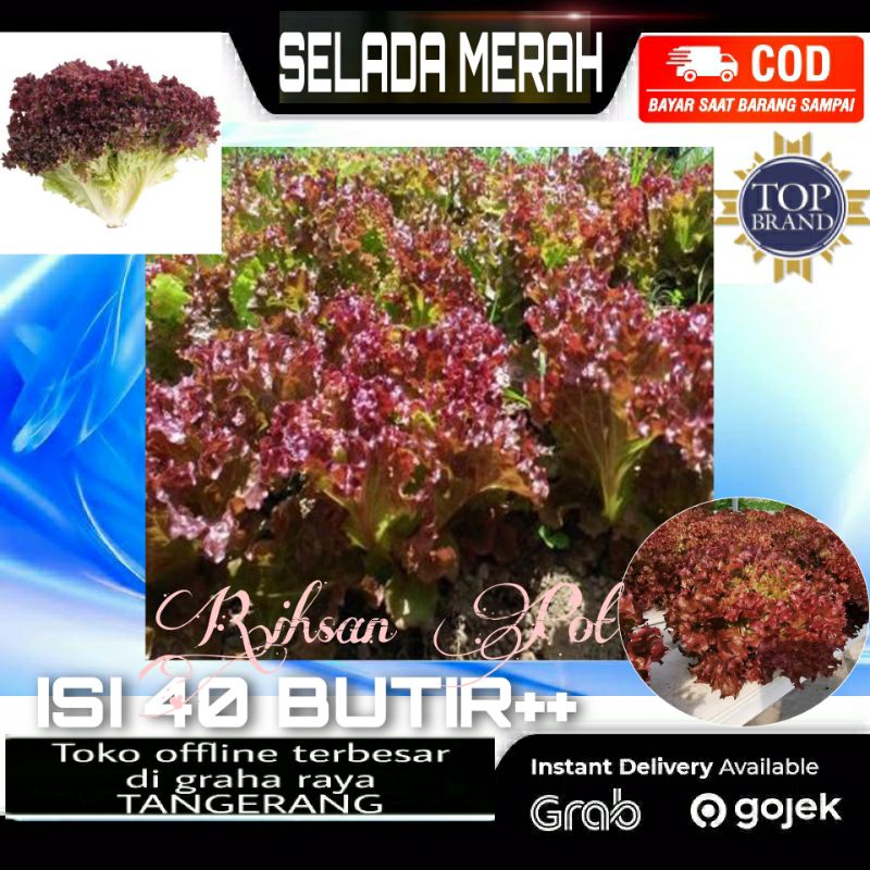 Jual Benih Selada Merah Isi 40 Butir++ Unggul Mudah di semai | Shopee ...
