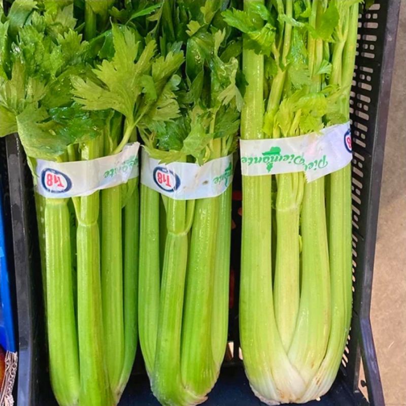 Jual Biji Benih Seledri Batang Besar TALL UTAH Seledri Untuk Jus Bibit ...