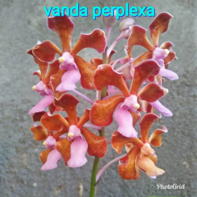 Jual anggrek vanda perplexa ukuran sedang | Shopee Indonesia