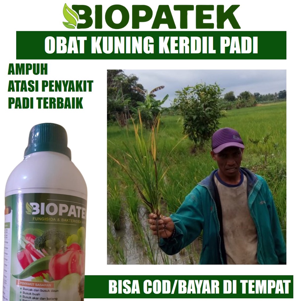 Jual BIOPATEK Fungisida Obat Kuning Kerdil Rumput Tanaman Padi 500 ML ...