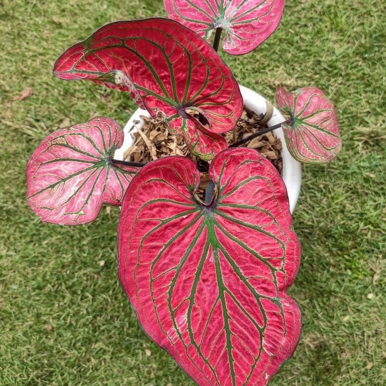 Jual Keladi H14 Keladi Hias Caladium Tanaman Hias Keladi Tanaman Keladi ...