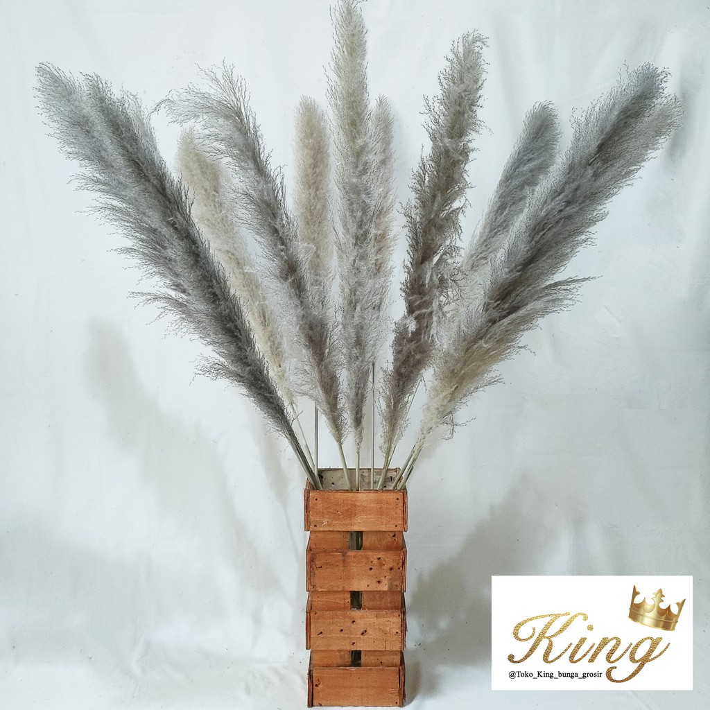 Jual Dried Flower Pampas Grass Jumbo Silver Hias Dekor Rumah Pesta ...