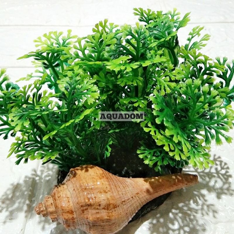 Jual HIASAN AQUARIUM TANAMAN RUMPUT ORNAMEN BATU DAN KERANG LAUT ASLI ...