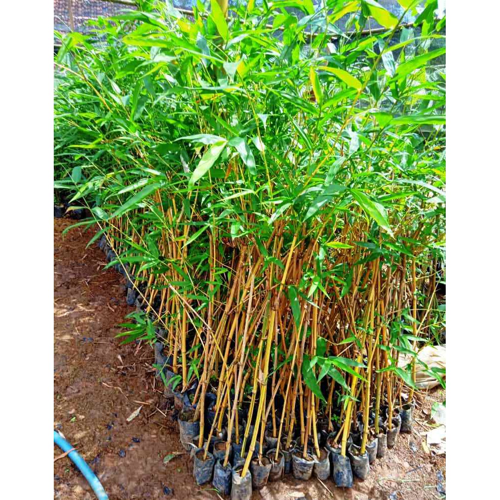 Jual Jual 500gr Tanaman Hias Bambu Kuning I Pring Kuning Siap Tanam ...