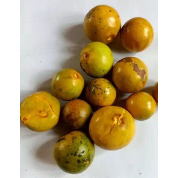 Jual JUAL BUAH CAMPOLEH SEGAR PER 300g | Shopee Indonesia