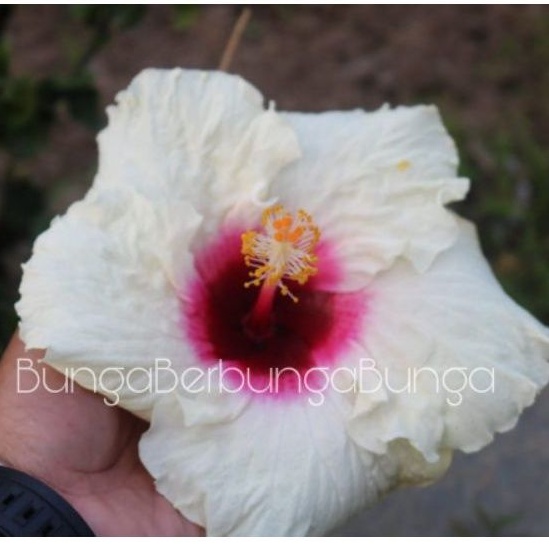Jual bibit bunga kembang sepatu hibiscus jumbo putih merah | Shopee ...