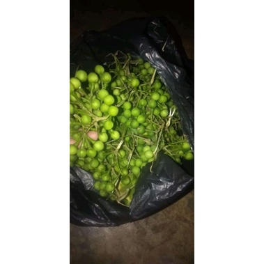 Jual Buah Cepokak Atau Takokak segar per 1 Kg | Shopee Indonesia