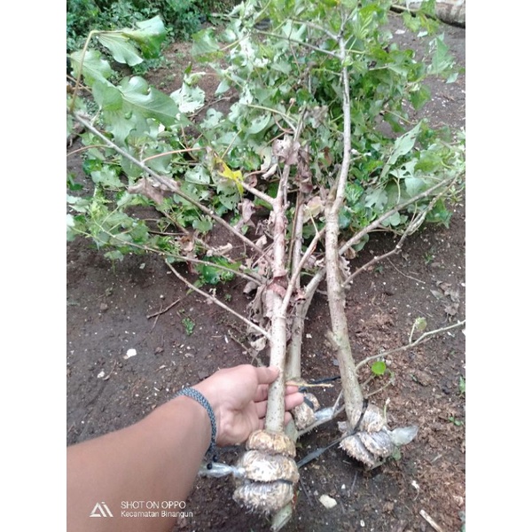 Jual Bibit waru wayang batik ukuran jempol kaki | Shopee Indonesia