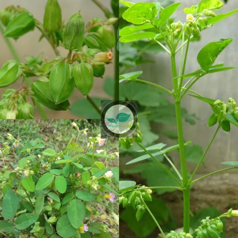 Jual Daun belimbing tanah/Daun calincing segar 250 Gram | Shopee Indonesia