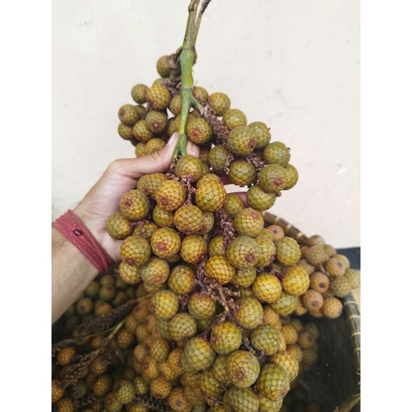 Jual jual buah rotan 1 kg / biji hoe asli | Shopee Indonesia