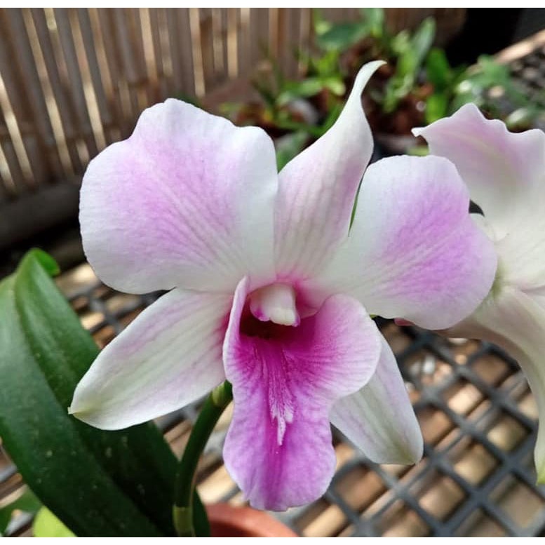 Jual [ DEWASA ] Dendrobium Burana Pearl Pink: Keindahan yang Memikat ...
