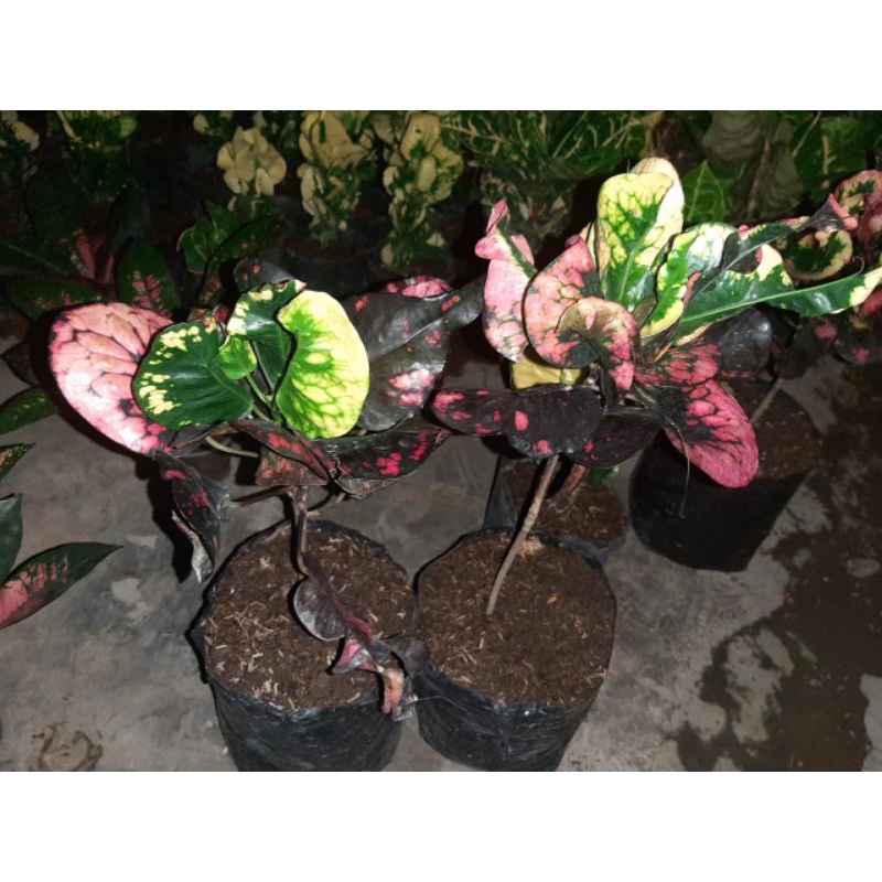 Jual Tanaman hias bunga puring apel tembaga ori | Shopee Indonesia